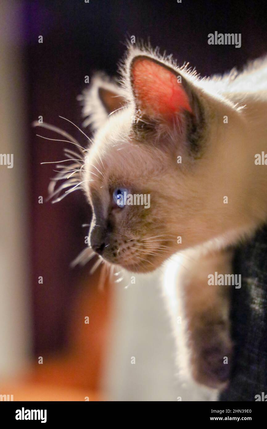 Cat about to pounce hi-res stock photography and images - Alamy