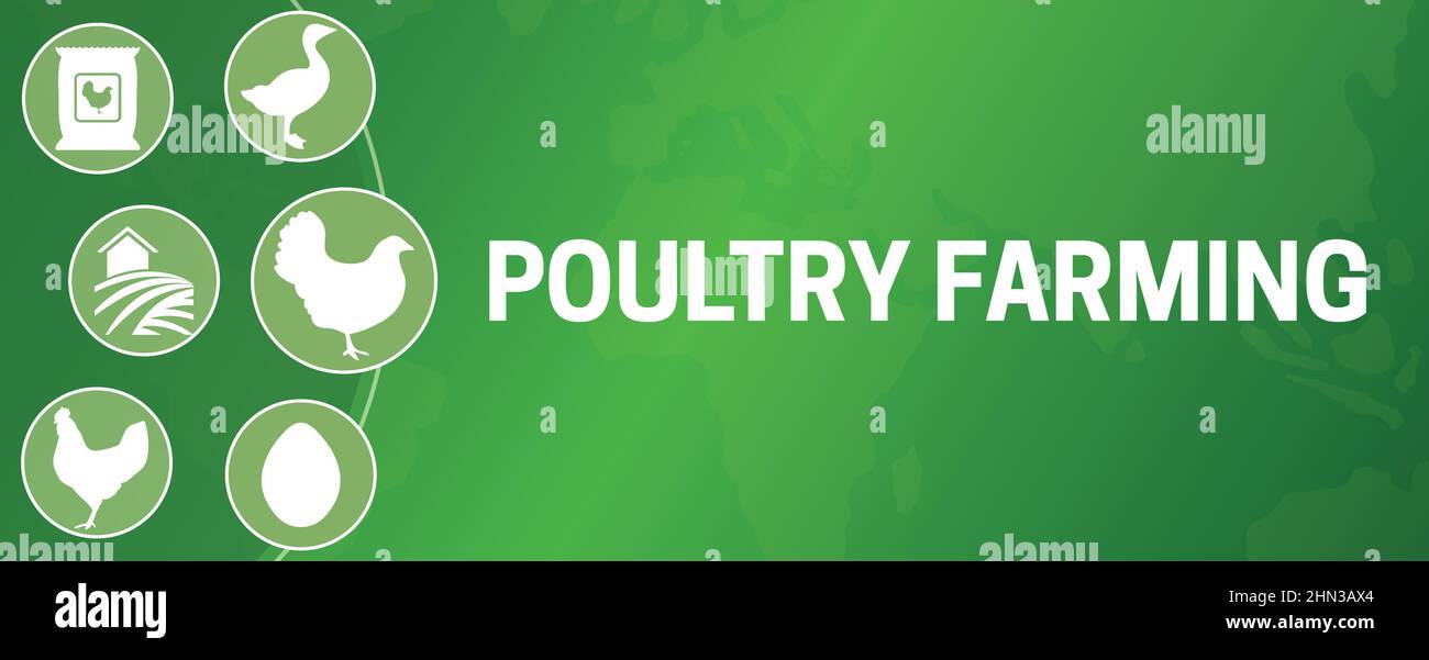 Poultry Farming Illustration Background Stock Vector Image & Art - Alamy