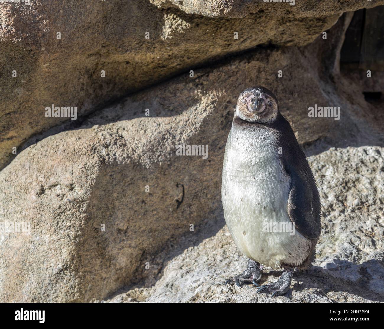 Species termed hi-res stock photography and images - Alamy