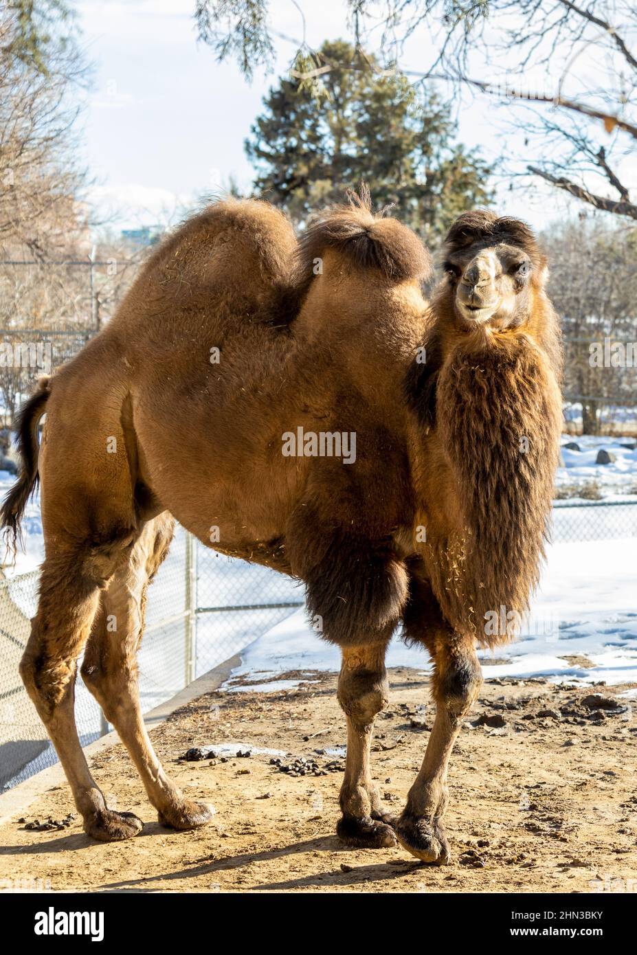 The Bactrian camel (Camelus bactrianus), also known as the Mongolian ...