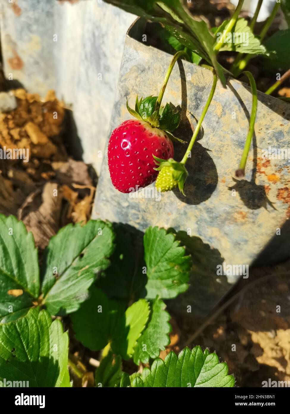 Vertical shot of strawberries growing in a field under the sunlight ...