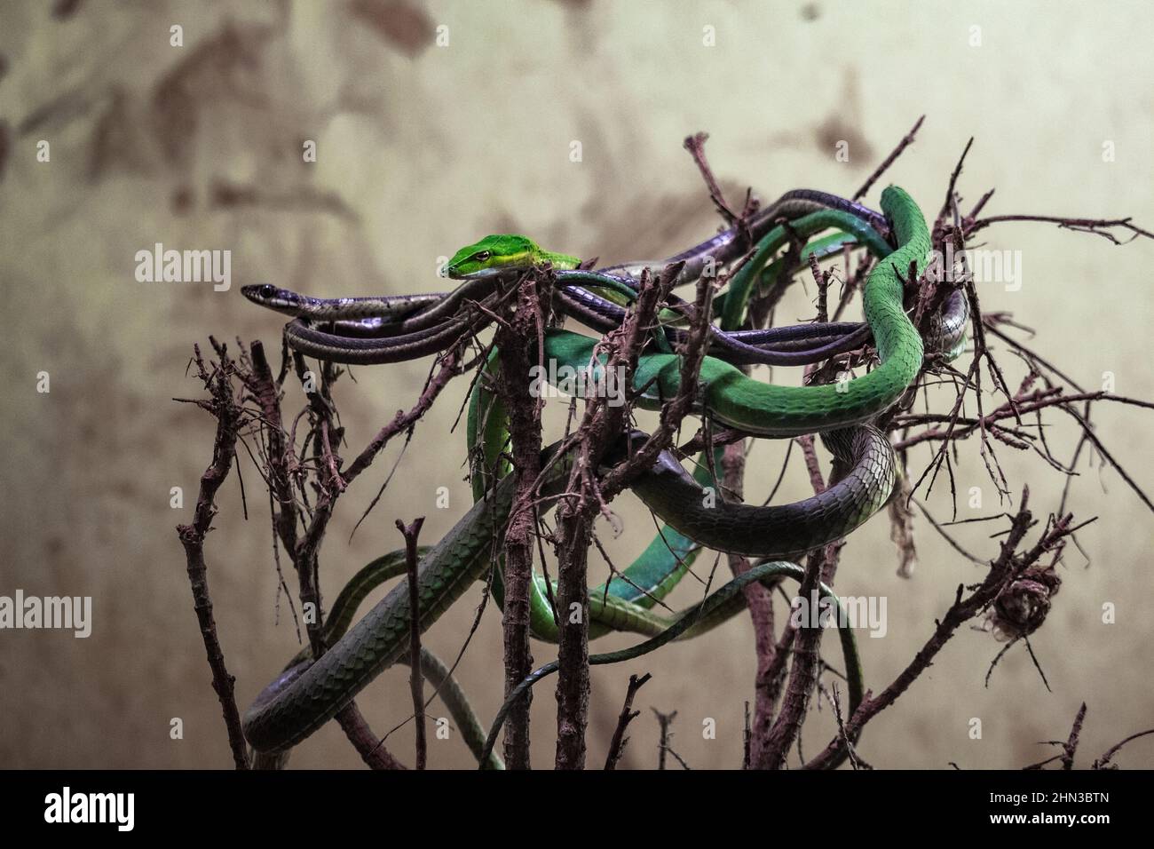 Closeup of different dangerous venomous snakes on tree branches with a ...