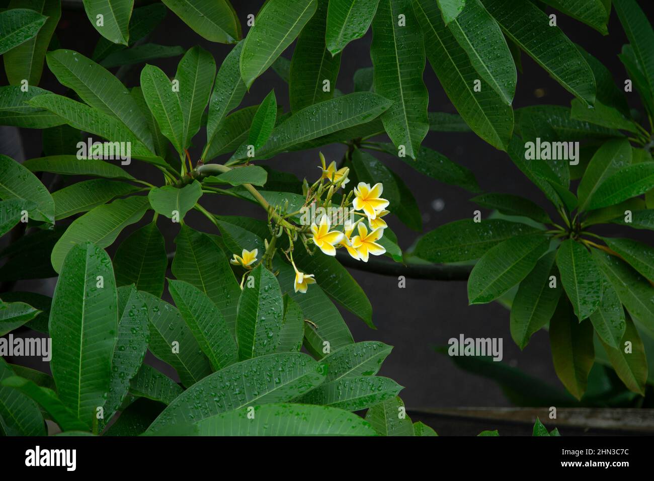 Kamboja tree hi-res stock photography and images - Alamy