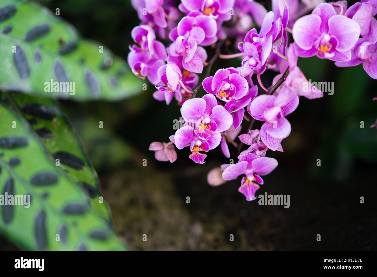 Close view of the pink and purple orchids in a botanical garden Stock ...