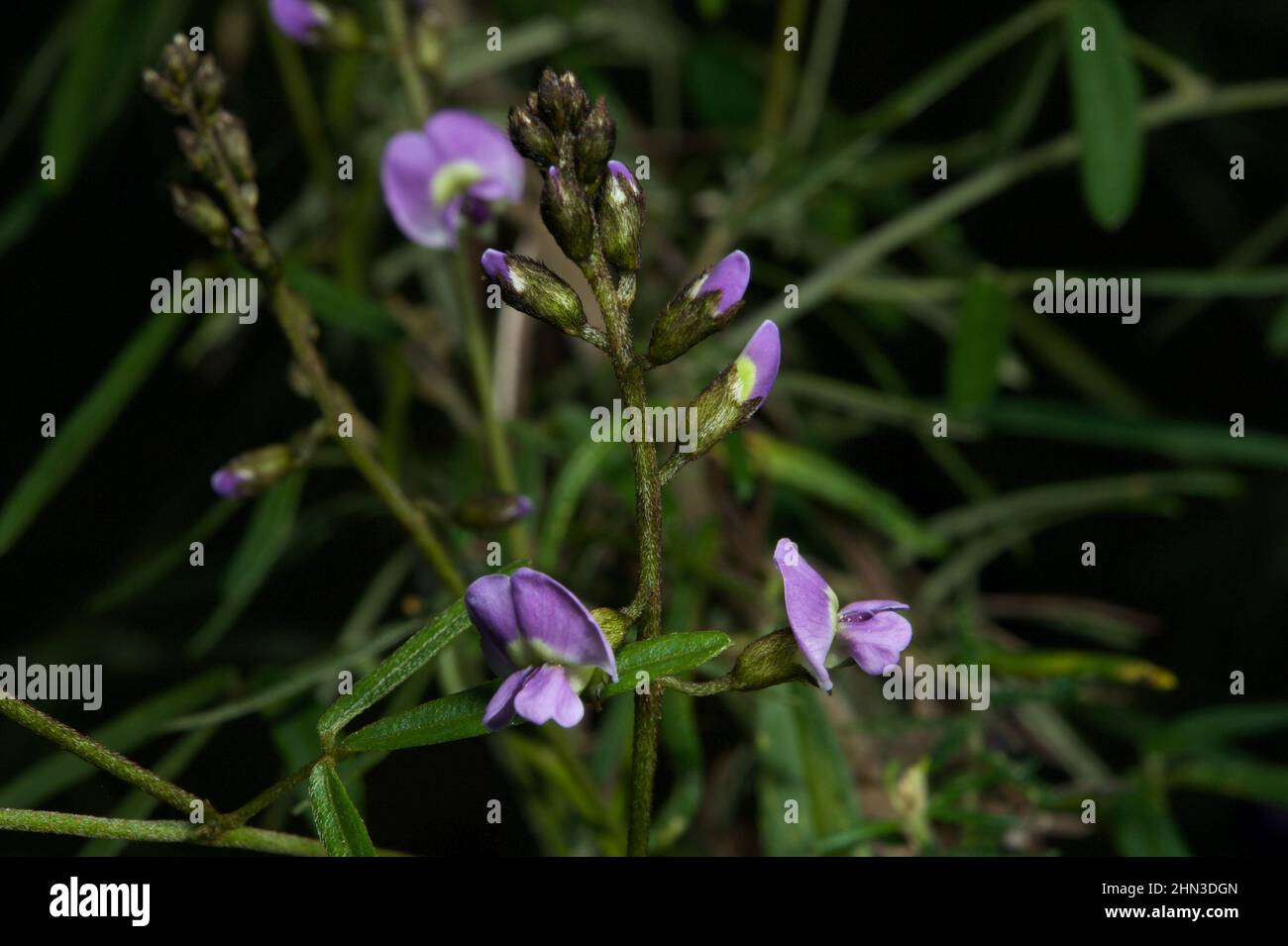 Love Creeper (Comesperma Volubile) twines itself around branches and ...
