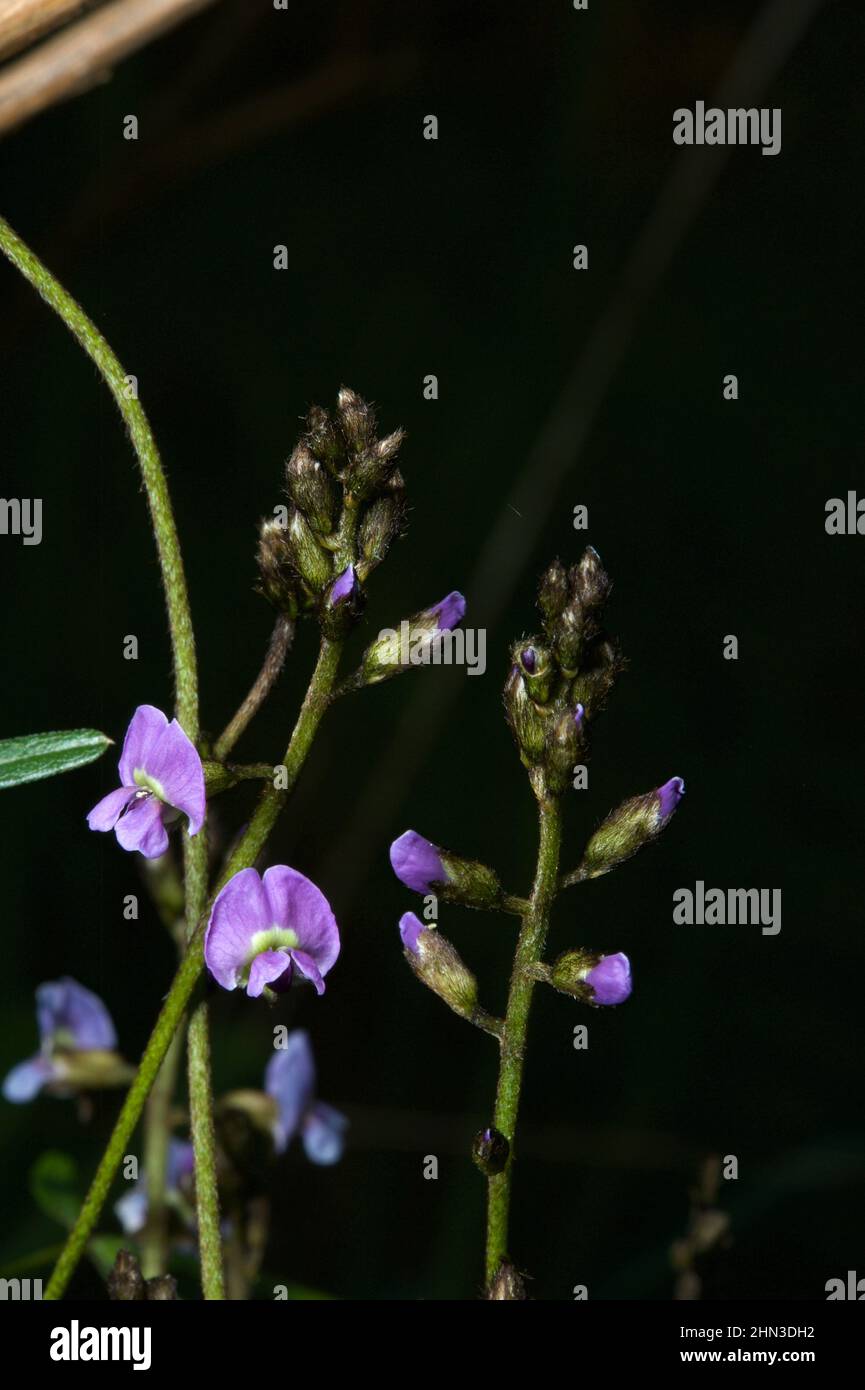 Australian wild creeper hi-res stock photography and images - Alamy