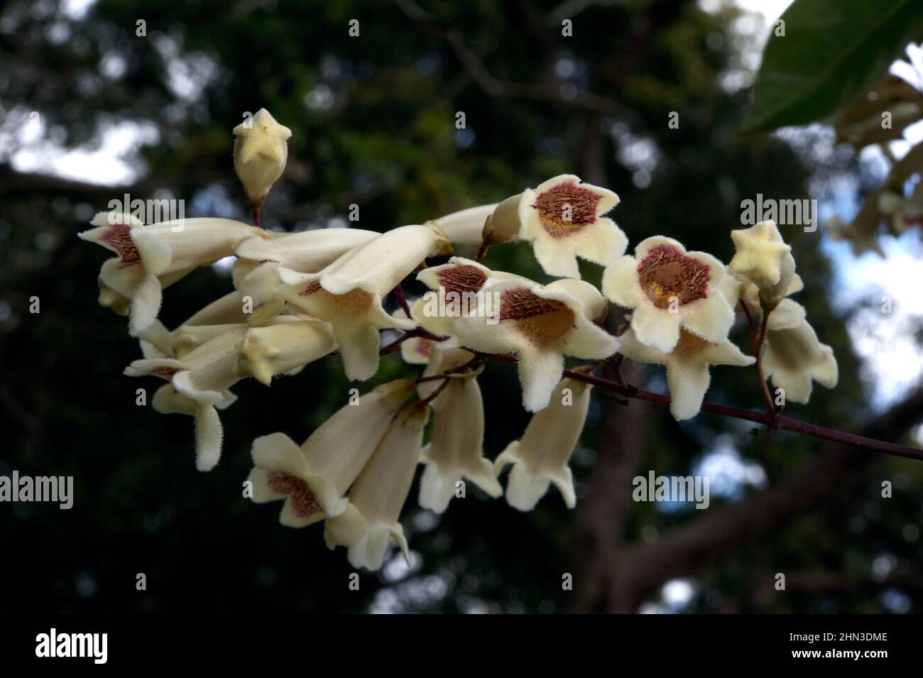 Wonga Vine (Pandorea Pandorana) is a spectacular native climber ...