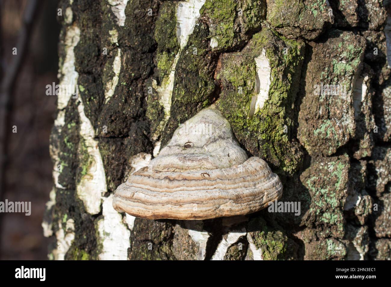 Birch conk fungus hi-res stock photography and images - Alamy