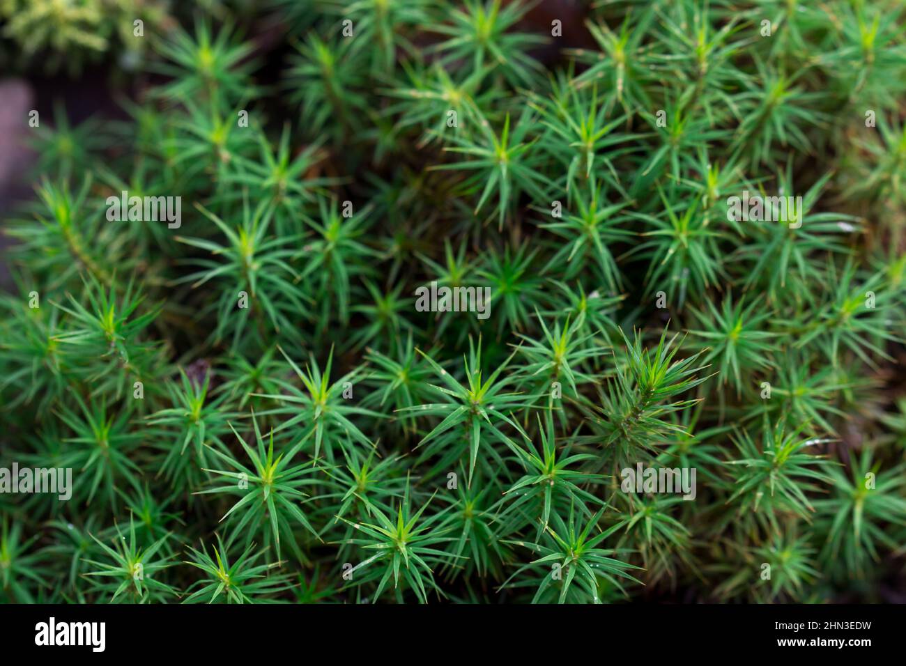 Common hair moss hi-res stock photography and images - Alamy