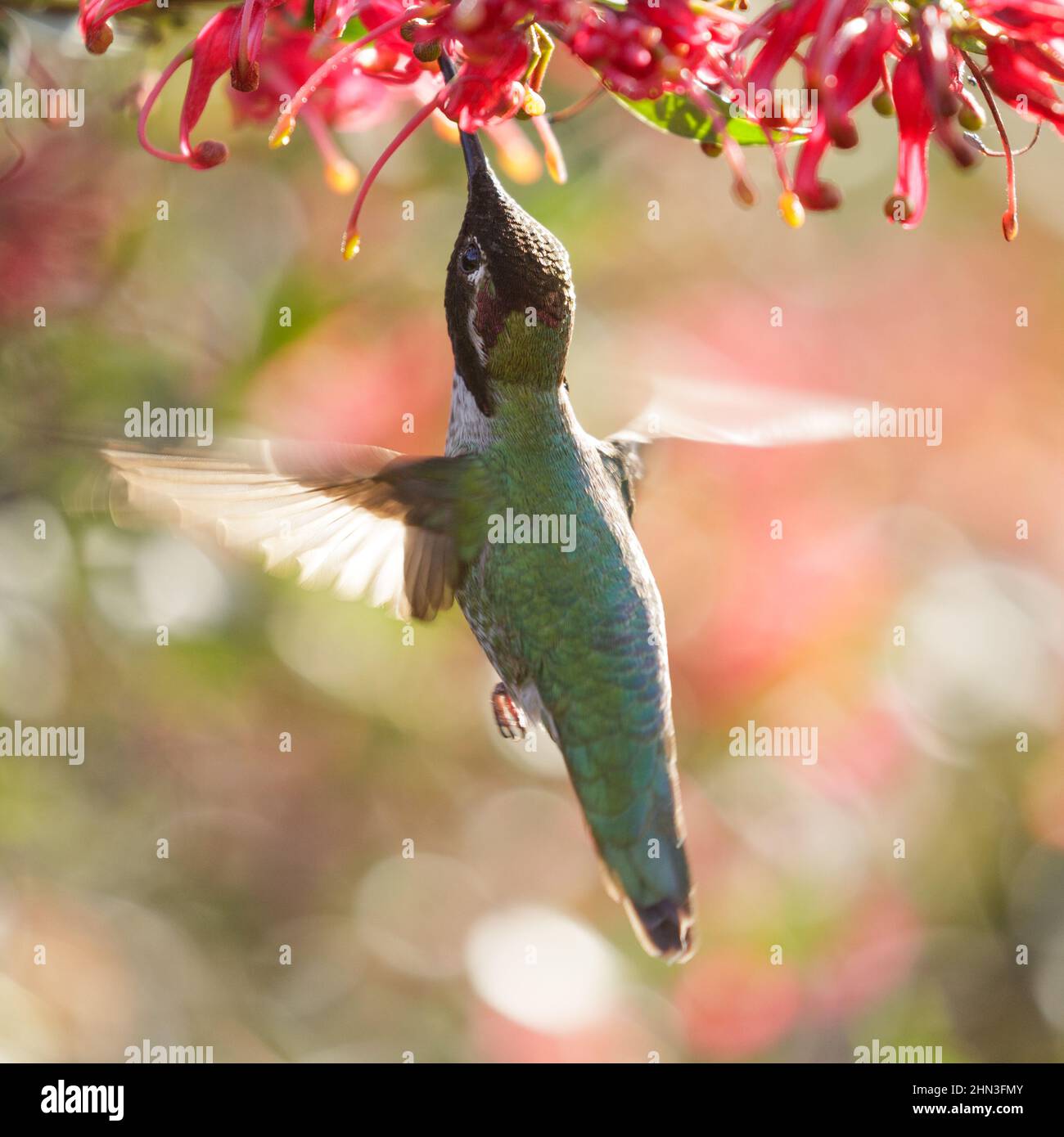 Anna's Hummingbird adult male hovering and feeding. Santa Cruz ...