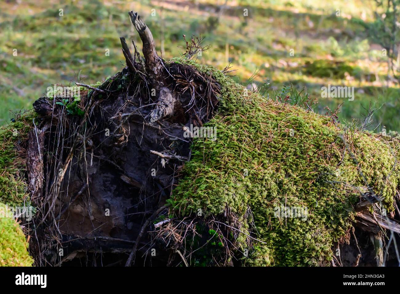 Selective focus photo. Tree strain with roots in forest Stock Photo - Alamy