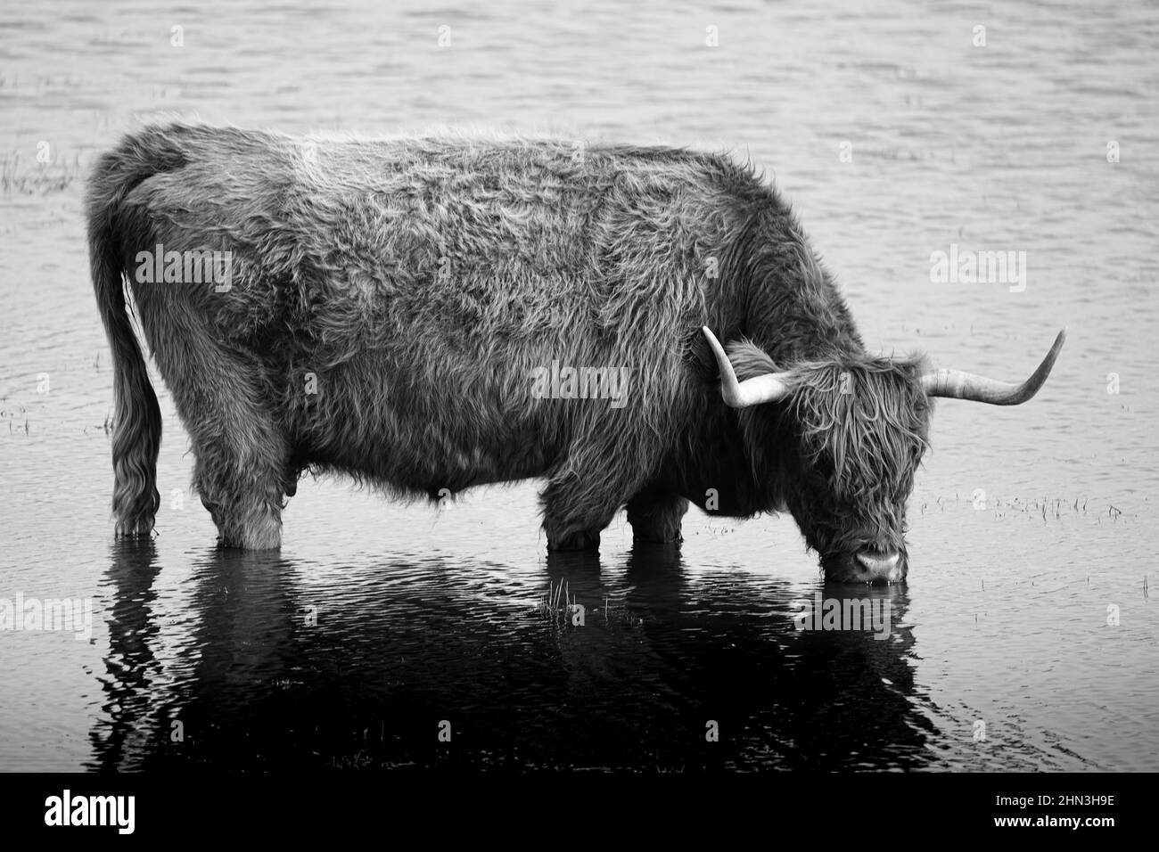 Bull sky Black and White Stock Photos & Images - Alamy
