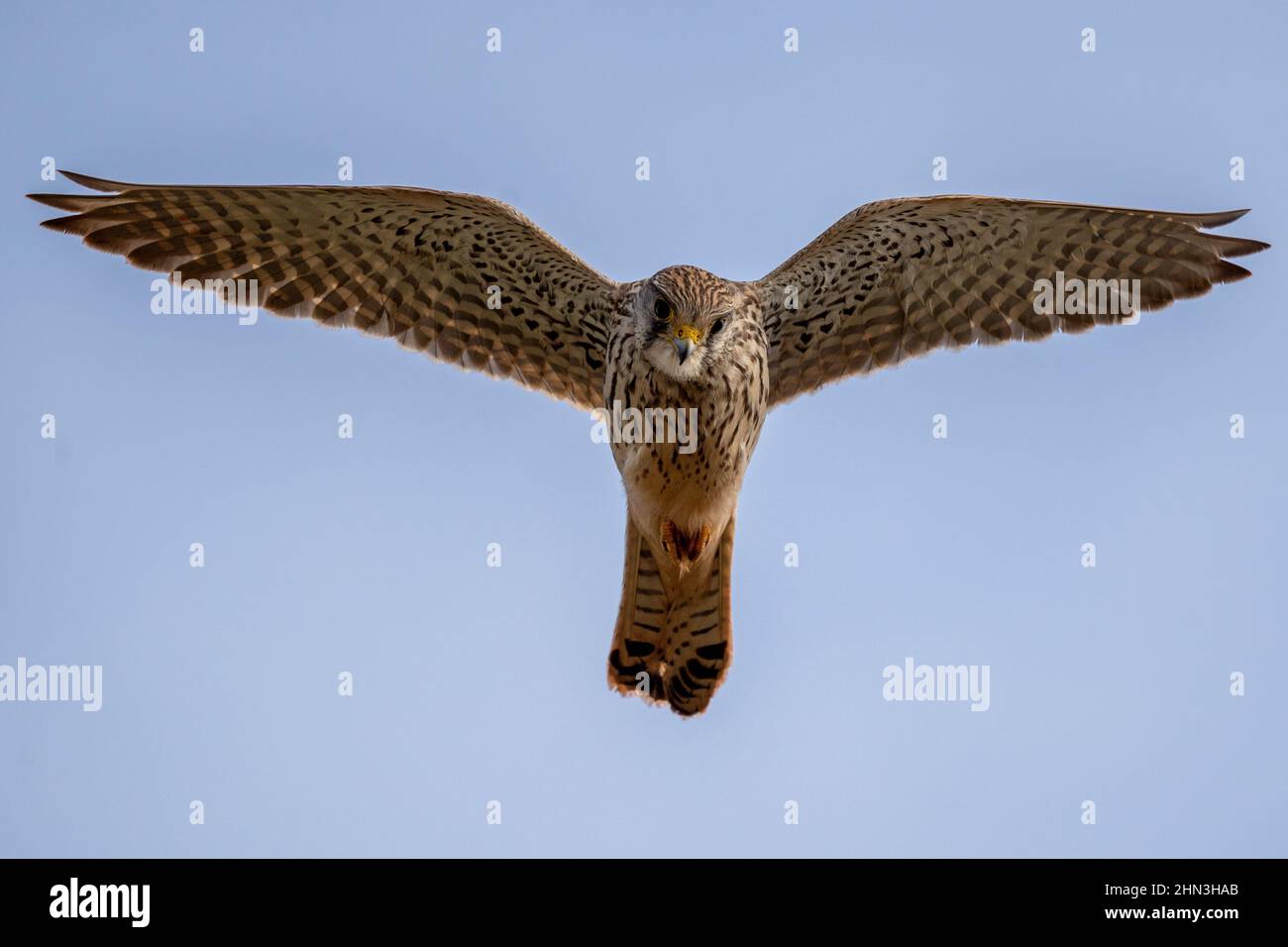 Beautiful shot of a bird flying in the skies during the day Stock Photo ...