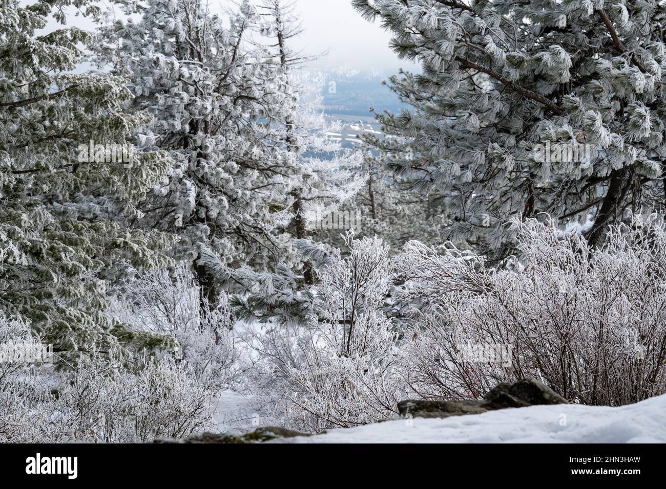 Scenery of snowy plants in a field in Iller Creek, Spokane Valley, the ...