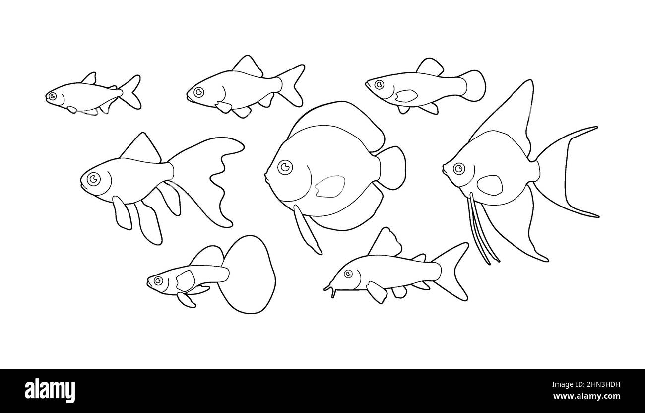Set of freshwater aqurium fish in line style,vector illustration Stock ...