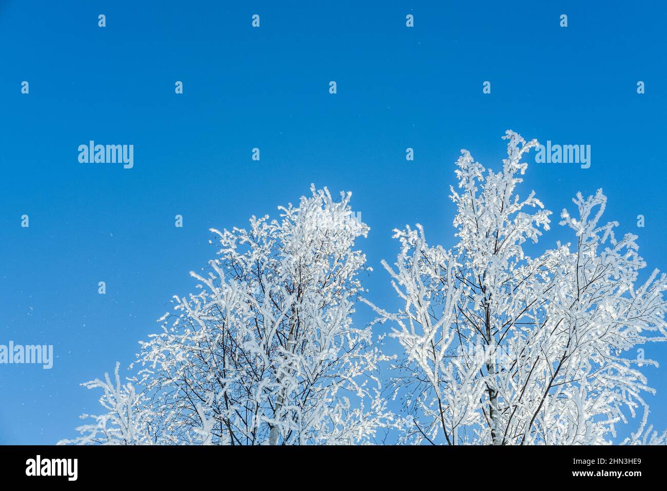 Snow covered trees and clear blue sky. Winter cold snowy season Stock ...