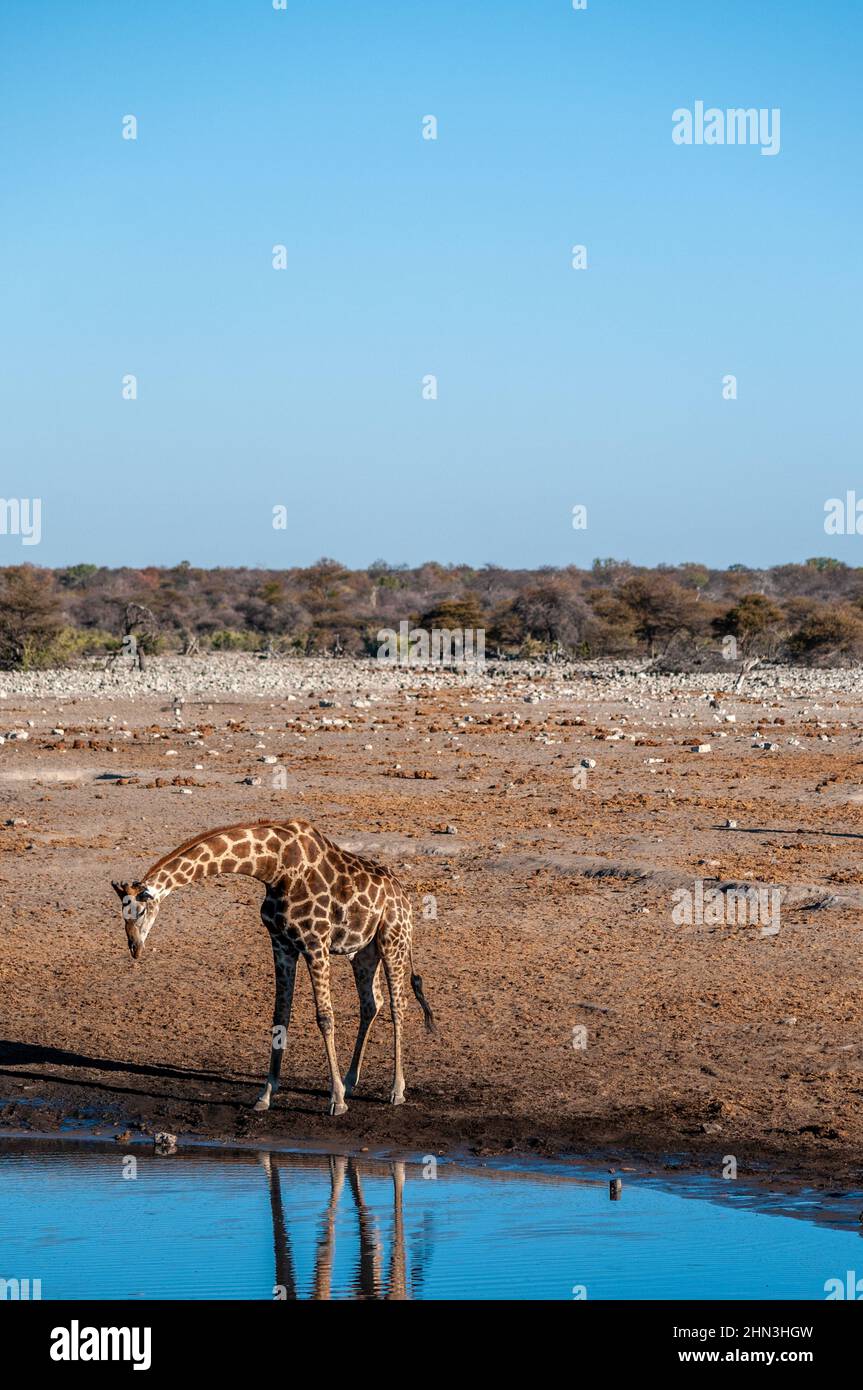 An Angolan Giraffe - Giraffa giraffa angolensis- is drinking from a waterhole in Etosha National ...