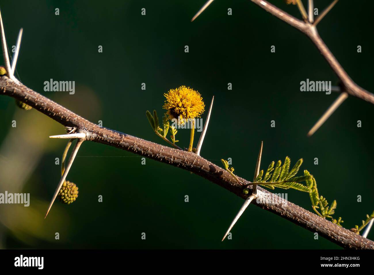Yellow Nile Acacia flower closeup on a dark background Stock Photo - Alamy