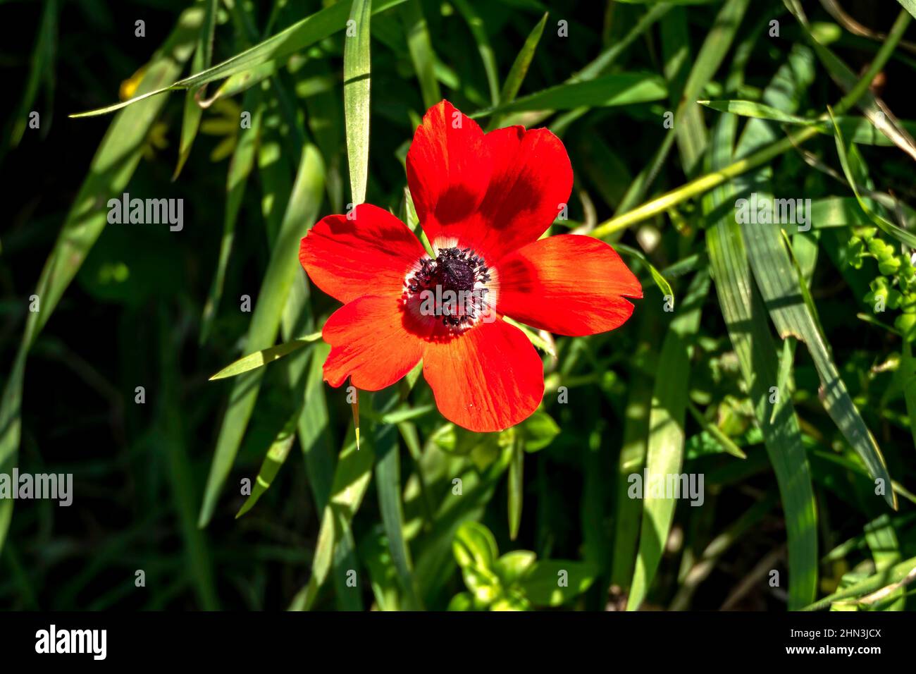 Top view of red anemone flower closeup on a background of green grass ...