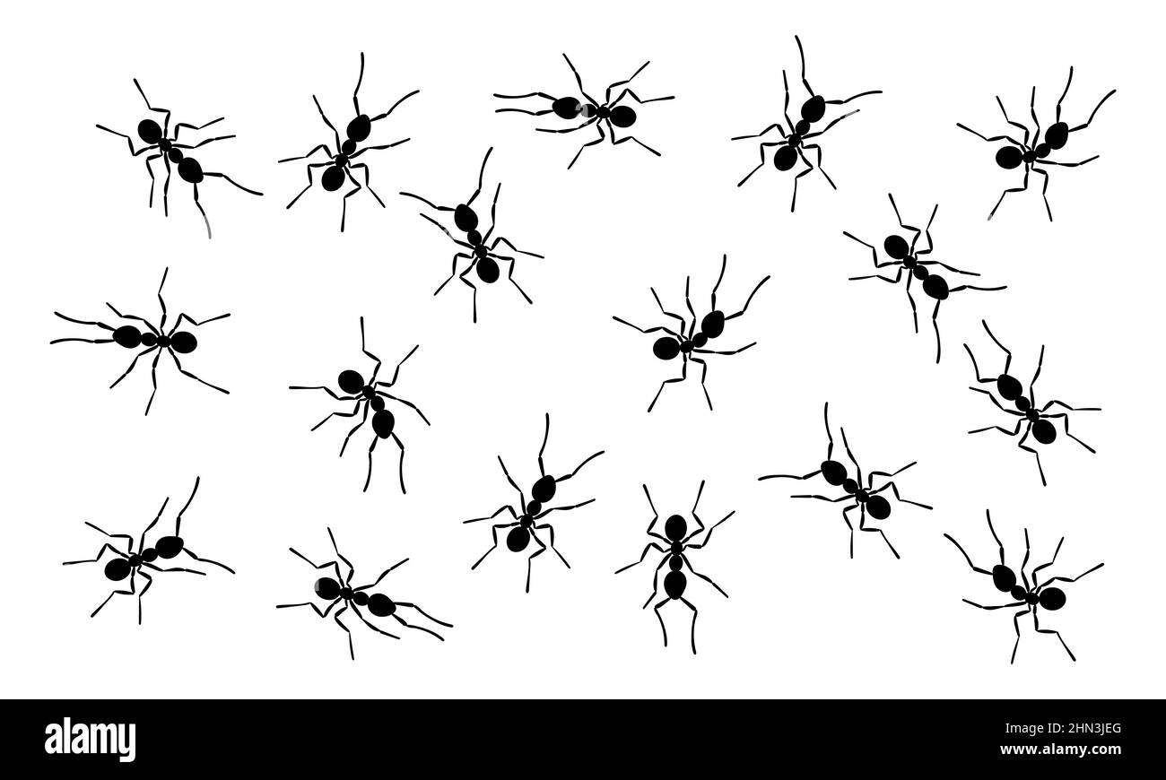 Worker ants trail line flat style design vector illustration isolated on white background Stock ...