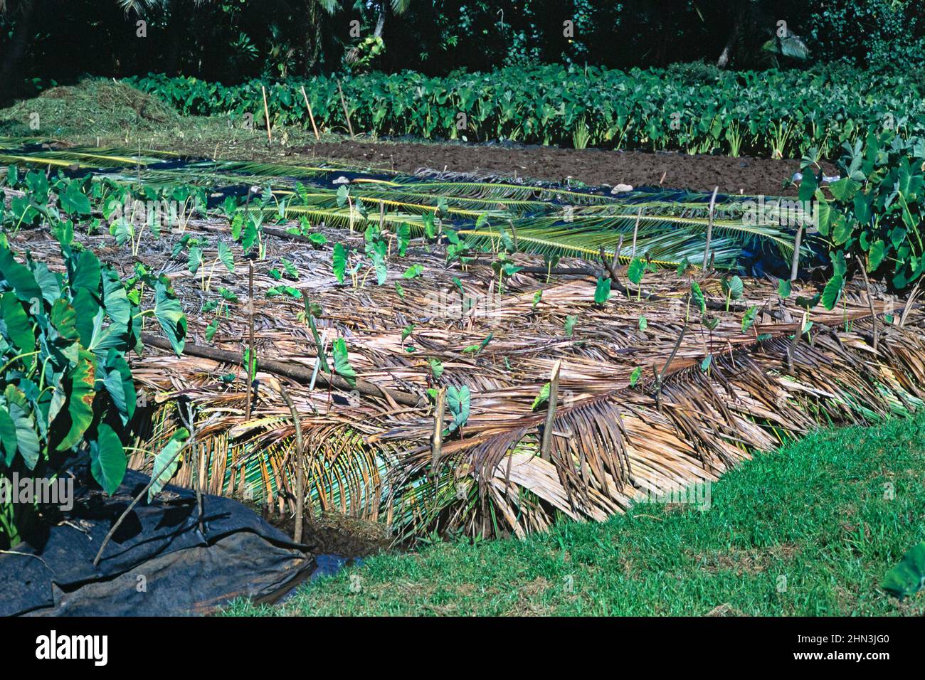 Taro crops in various stages of growth on a raised bed on the South ...