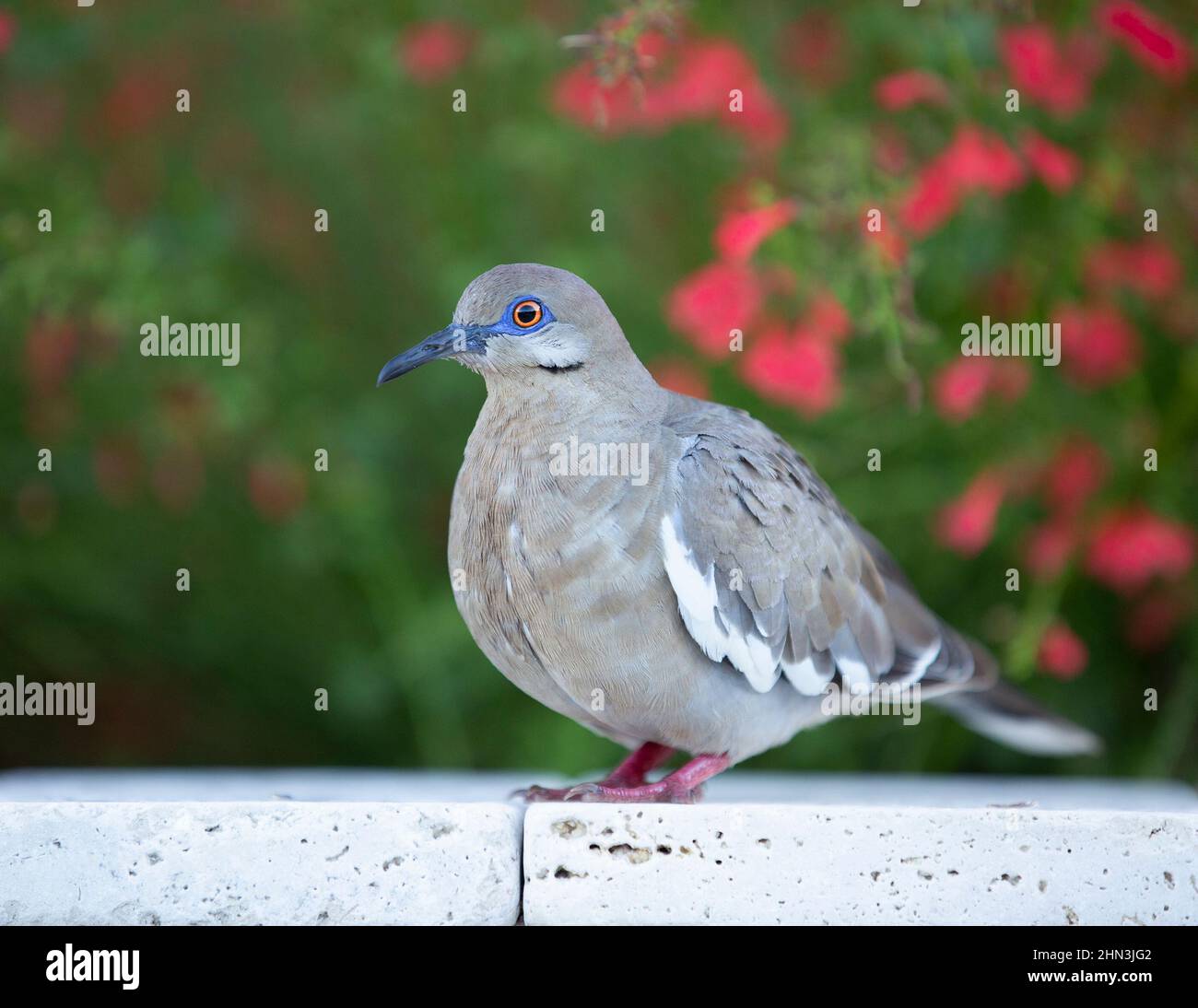 White winged dove bird hi-res stock photography and images - Alamy