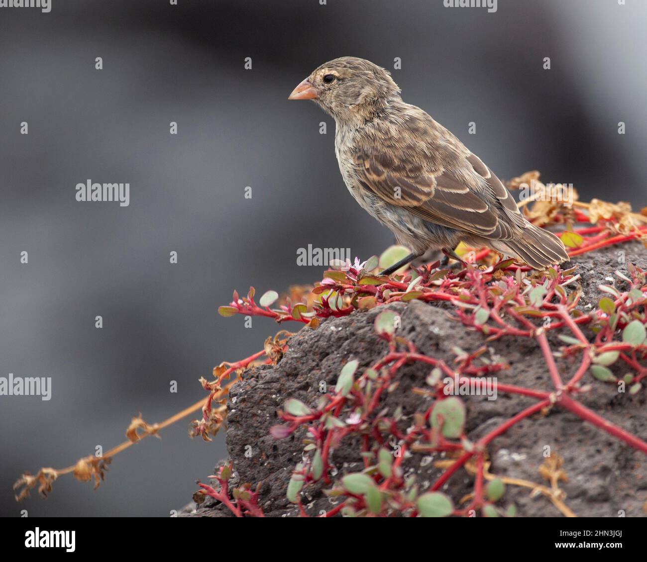 Small Ground Finch female bird perched on lava rock on Santa Fe Island ...