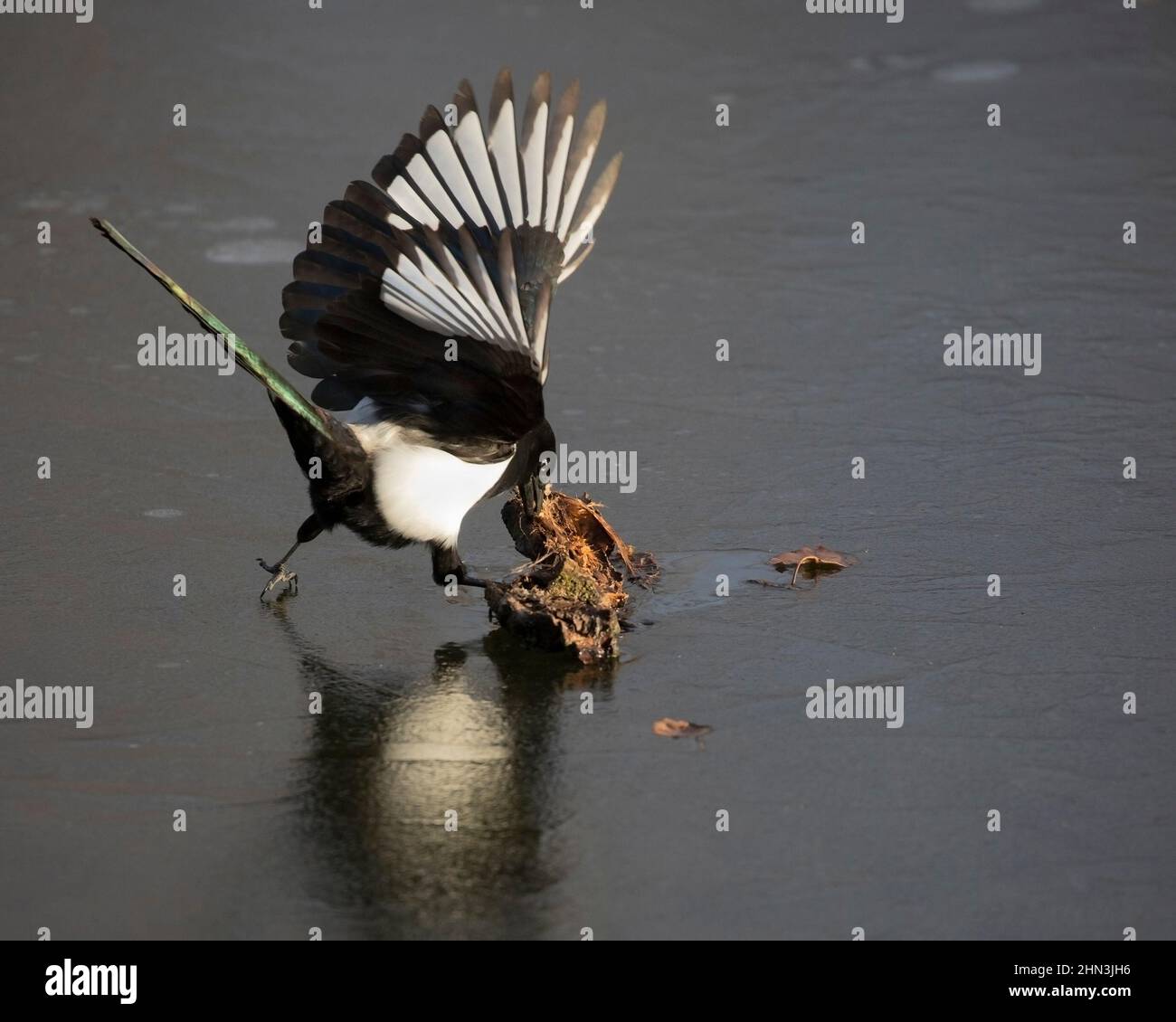 American magpie bird hi-res stock photography and images - Alamy