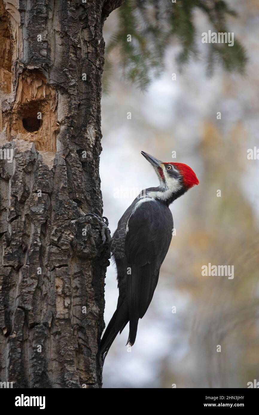 Pileated woodpecker holes hi-res stock photography and images - Alamy