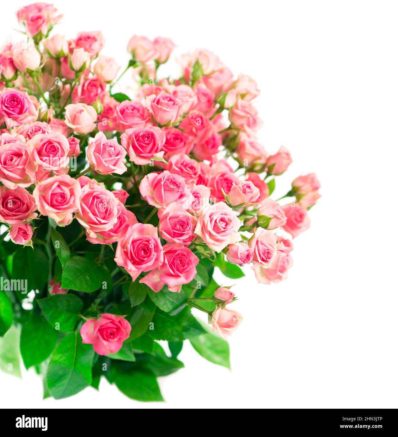 bouquet of pink roses in basket isolated on white background Stock ...