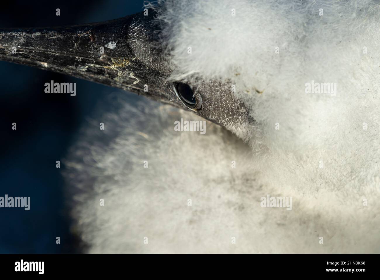 Gannet range hi-res stock photography and images - Alamy