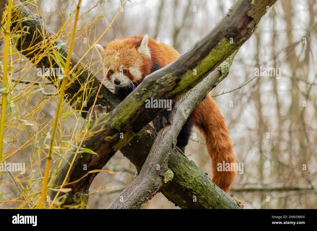 Cute red panda on a tree Stock Photo - Alamy