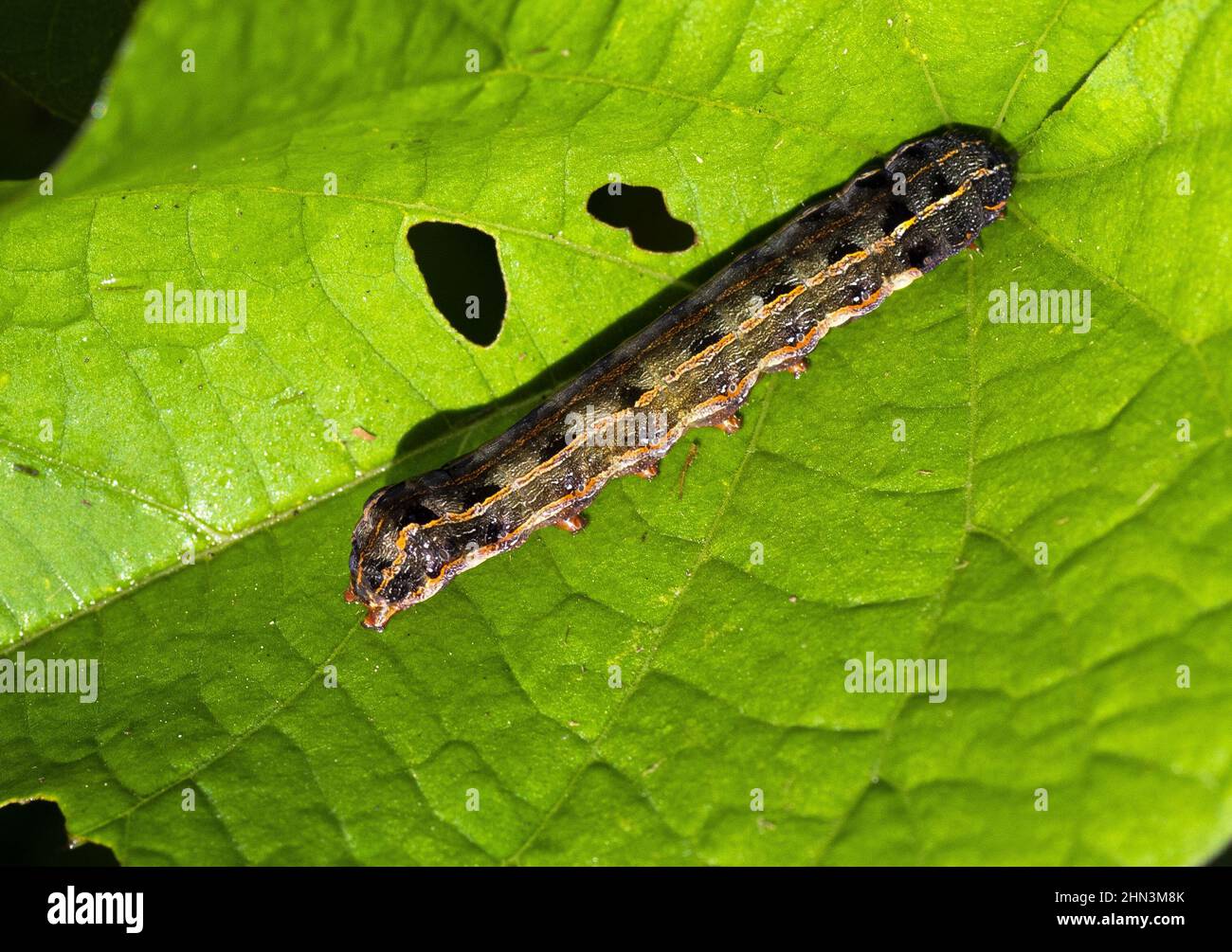 Cutworm garden hi-res stock photography and images - Alamy