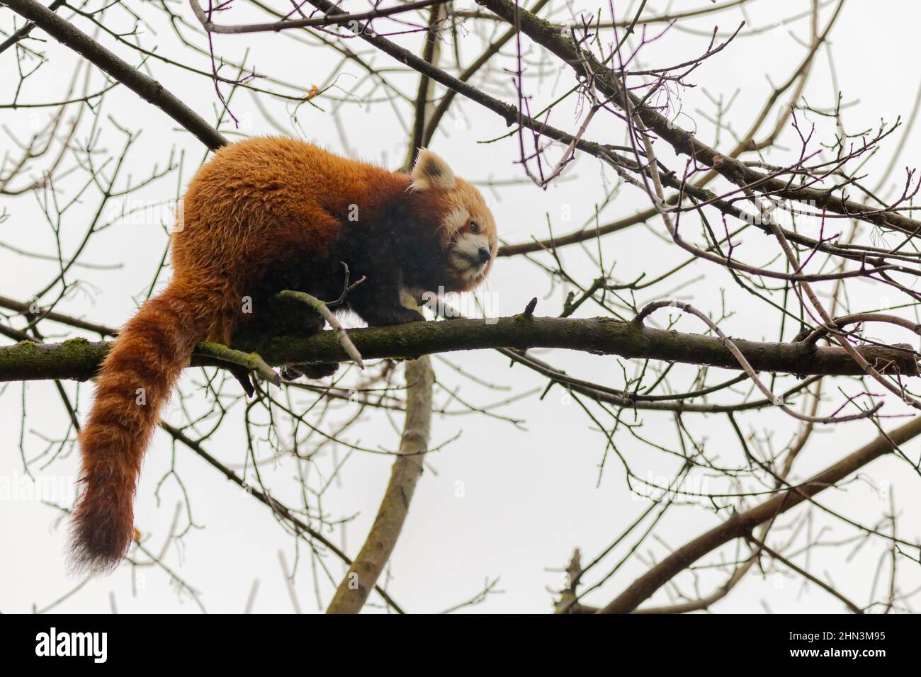 Cute red panda on a tree Stock Photo - Alamy