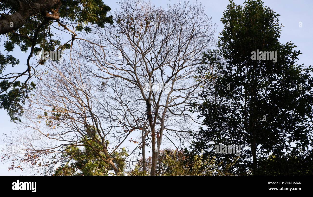 Beautiful tree view hi-res stock photography and images - Alamy