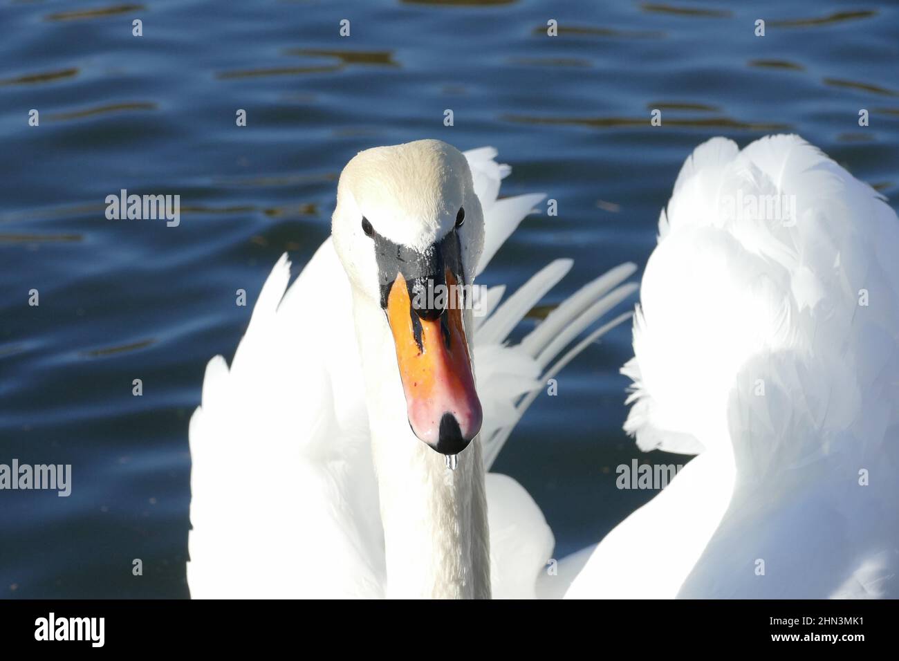 Swan eyes hi-res stock photography and images - Alamy