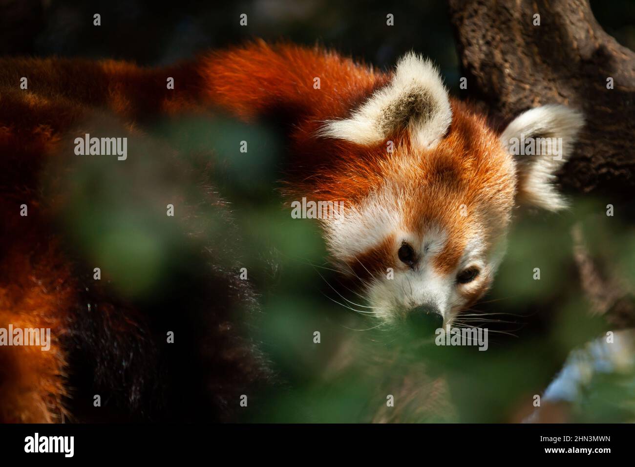 Rare red panda sitting on branch in park outdoor Stock Photo - Alamy