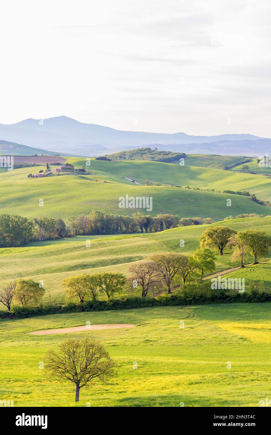 Trees in a rural rolling countryside Stock Photo - Alamy