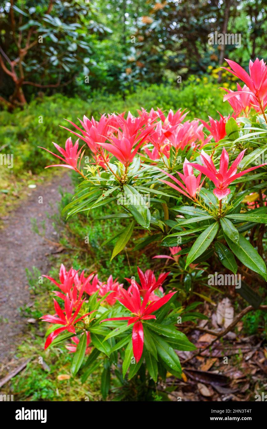 Beautiful red rhododendron flowers at a garden path Stock Photo - Alamy