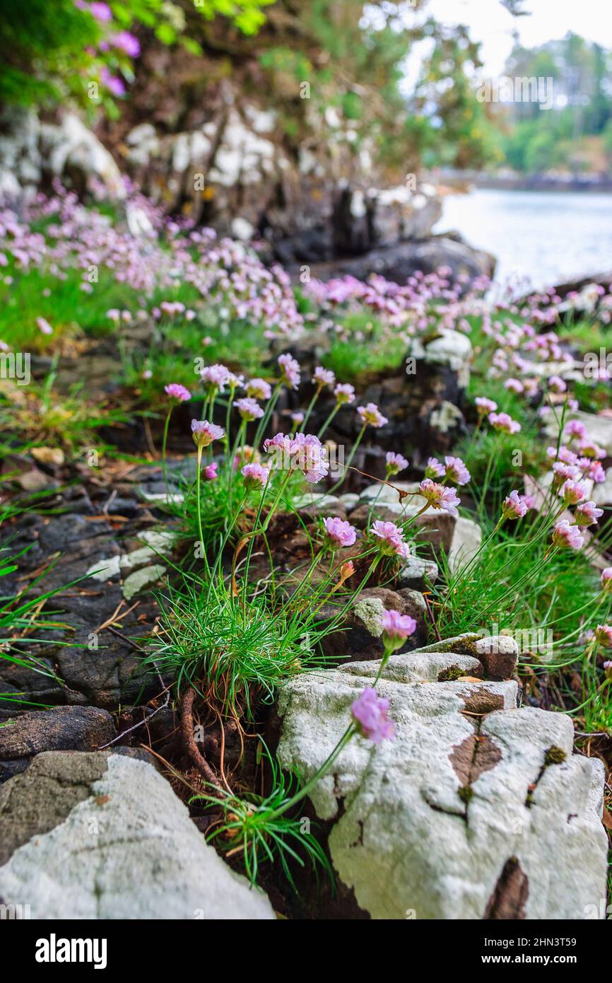 Thrift flower hi-res stock photography and images - Alamy