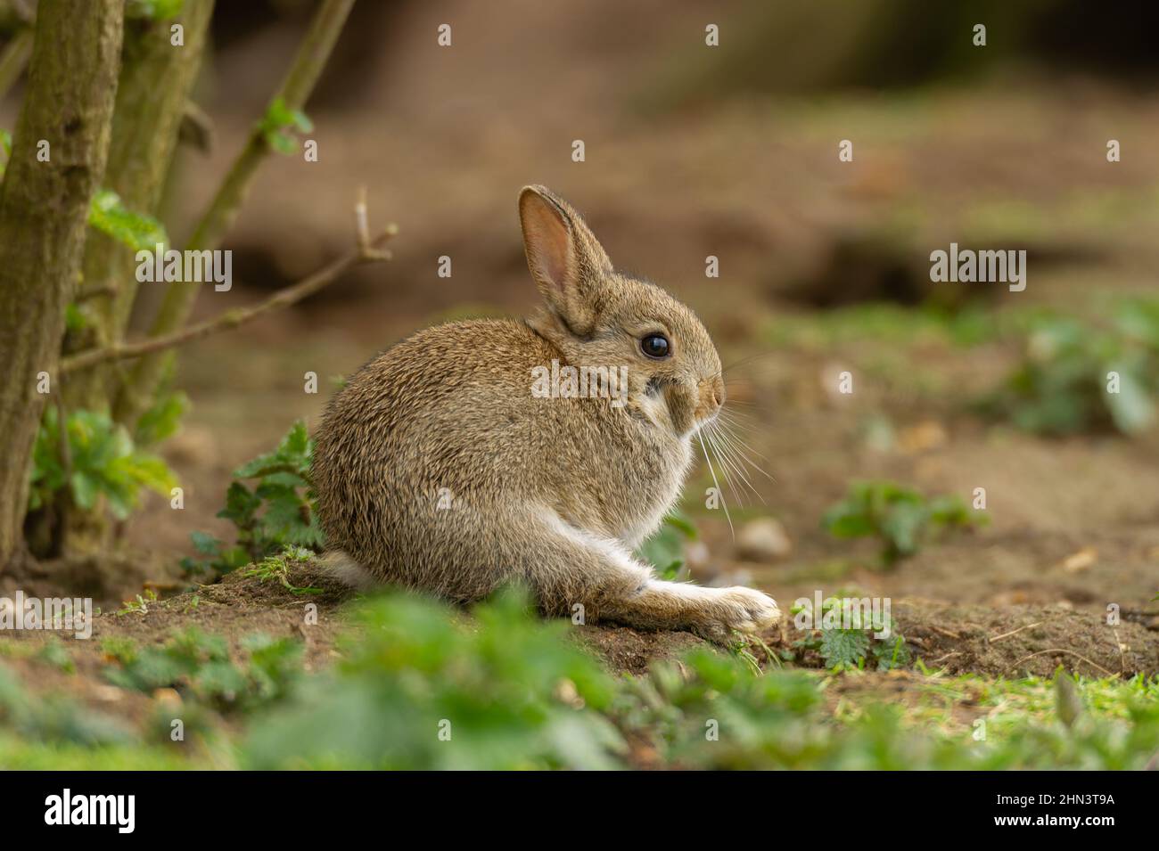 European Rabbit Juvenile Oryctolagus cuniculus sat relaxed at the edge ...