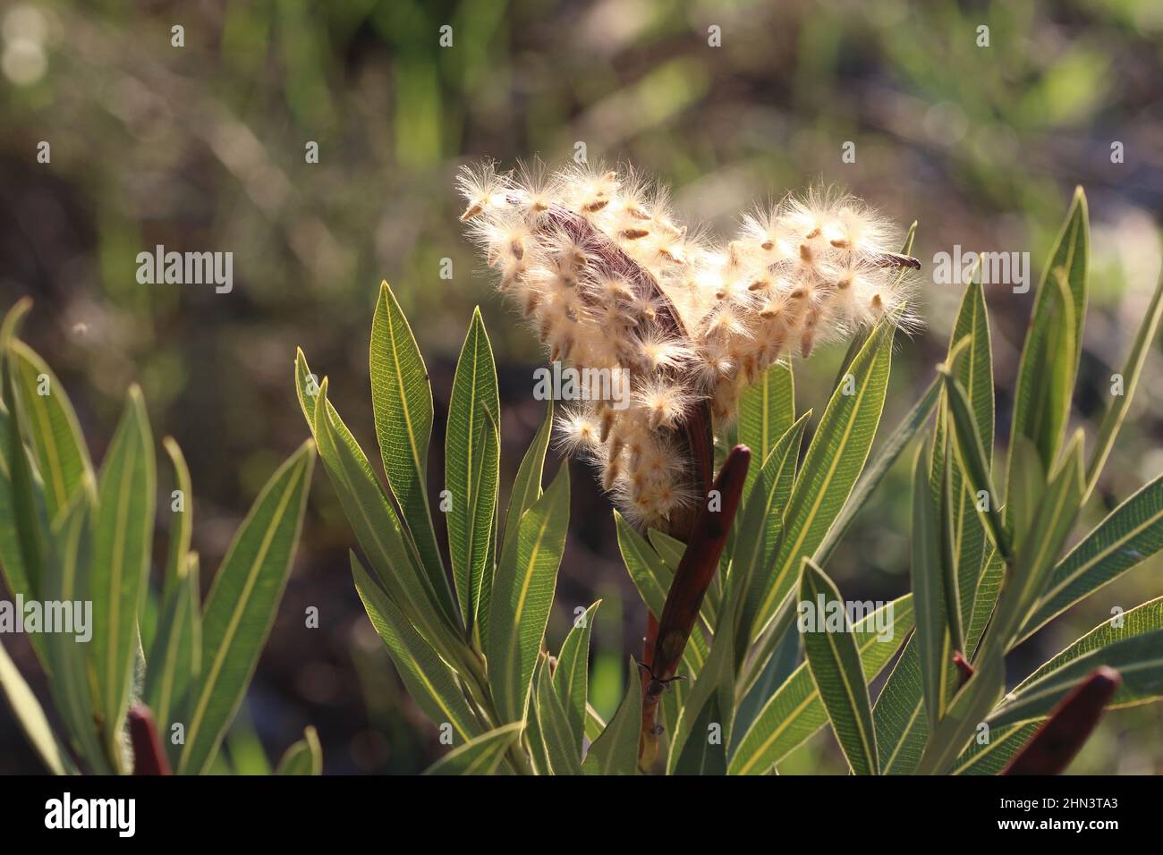 Seeds of Nerium oleander. It is most commonly known as oleander or ...