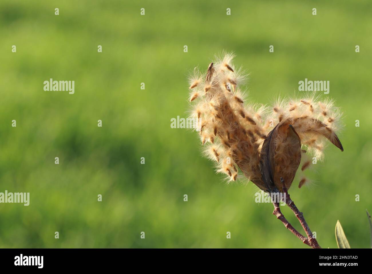 Seeds of Nerium oleander. It is most commonly known as oleander or ...