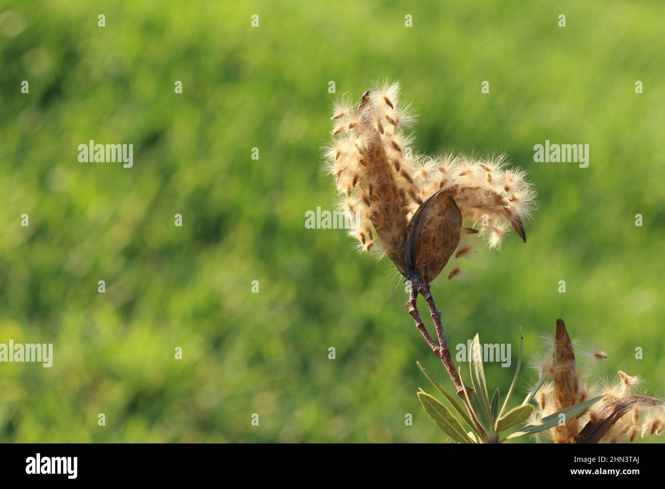 Seeds of Nerium oleander. It is most commonly known as oleander or ...