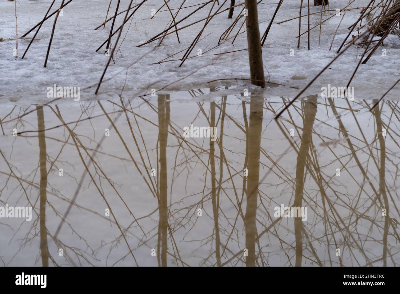 Reflection of tree branches in a puddle of melted ice Stock Photo - Alamy
