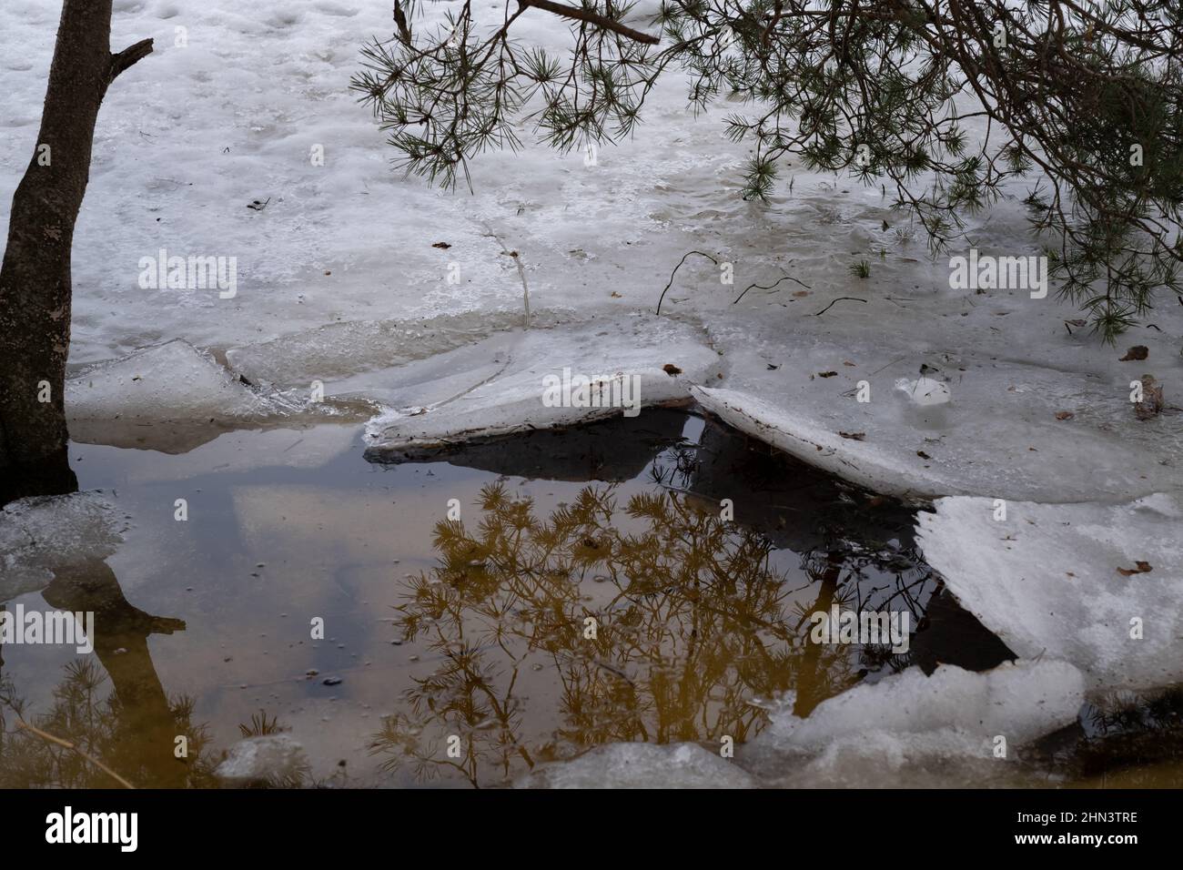 Reflection of tree branches in a puddle of melted ice Stock Photo - Alamy