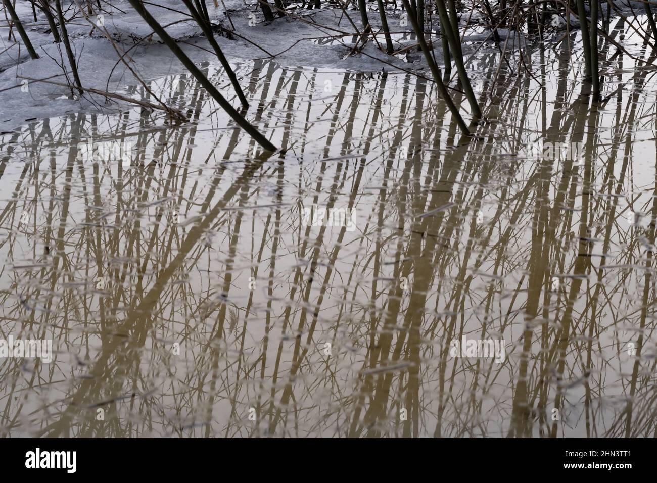 Reflection of tree branches in a puddle of melted ice Stock Photo - Alamy