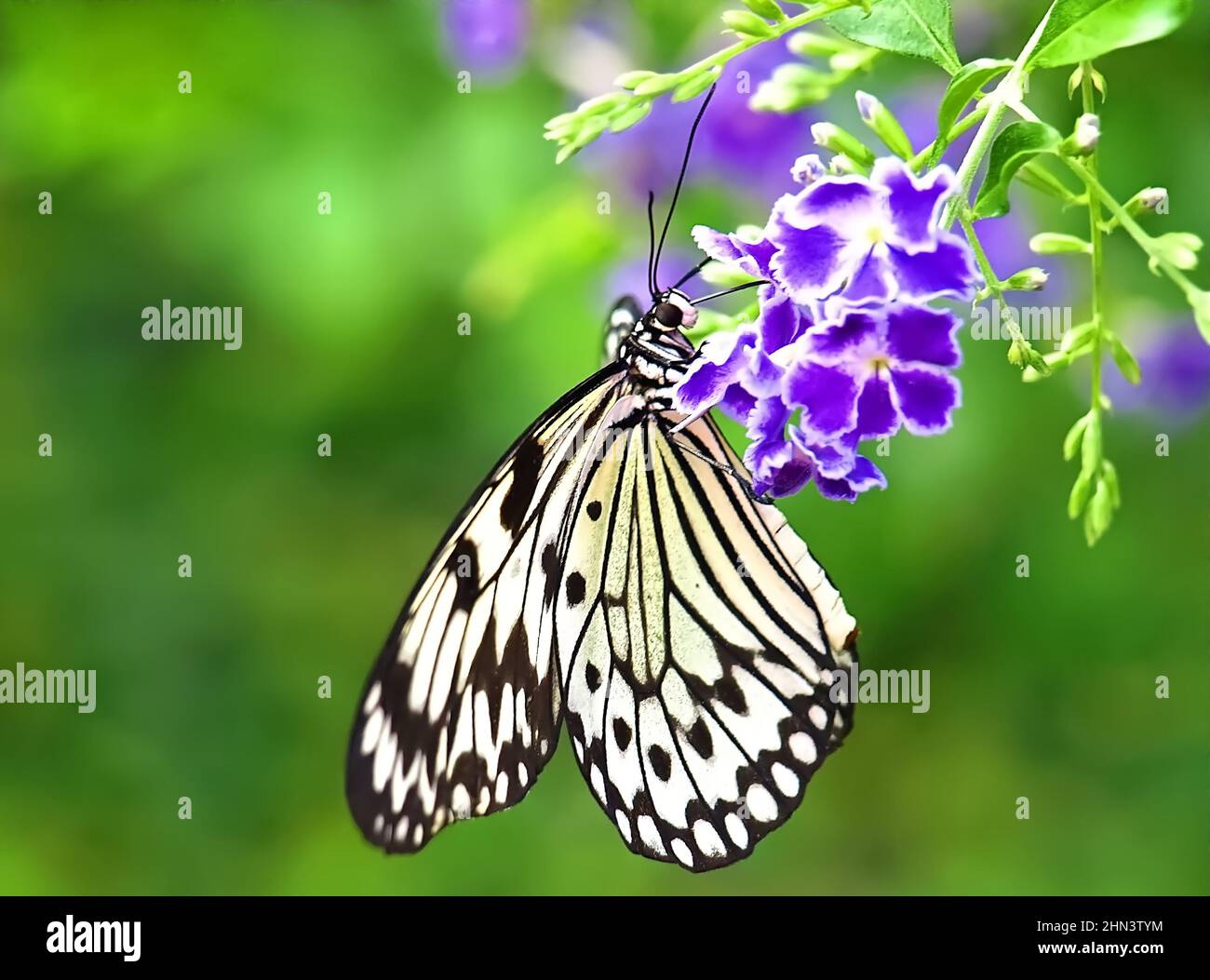 Tree nymph on flower hi-res stock photography and images - Alamy