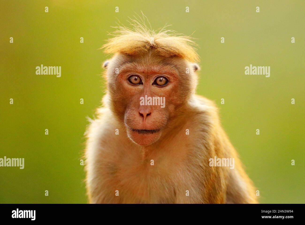 Toque macaque, Macaca sinica, monkey with evening sun, sitting on zhe ...