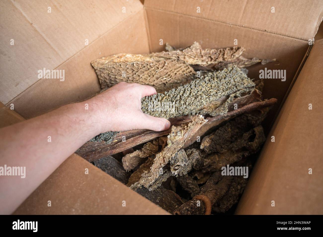 The hand holds dried beef tripe. Dried stomach. Man puts pieces of ...